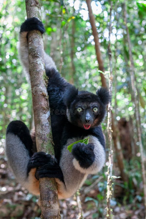 Indri-Maki Im Regenwald Von Madagaskar Stockbild - Bild von endemisch ...