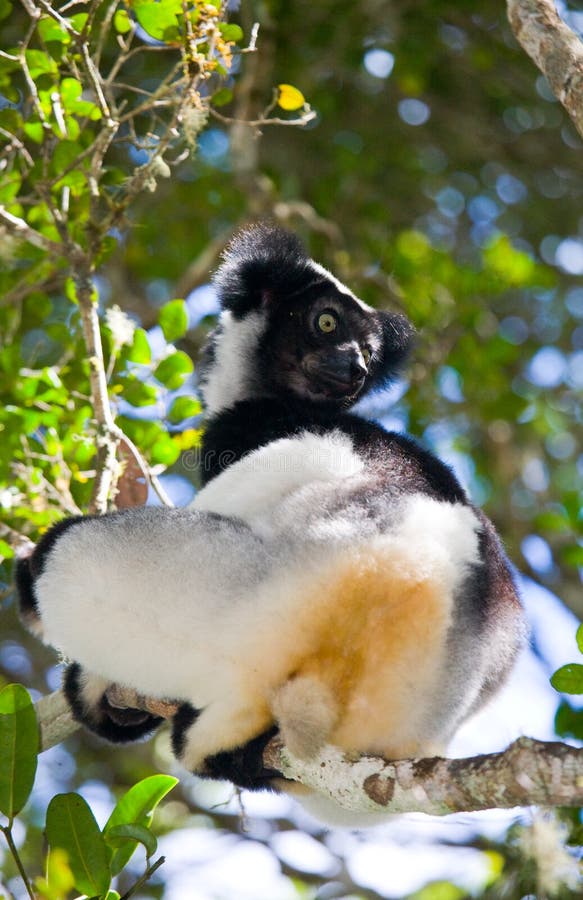 Indri Sitting on a Tree. Madagascar. Mantadia National Park Stock Photo ...