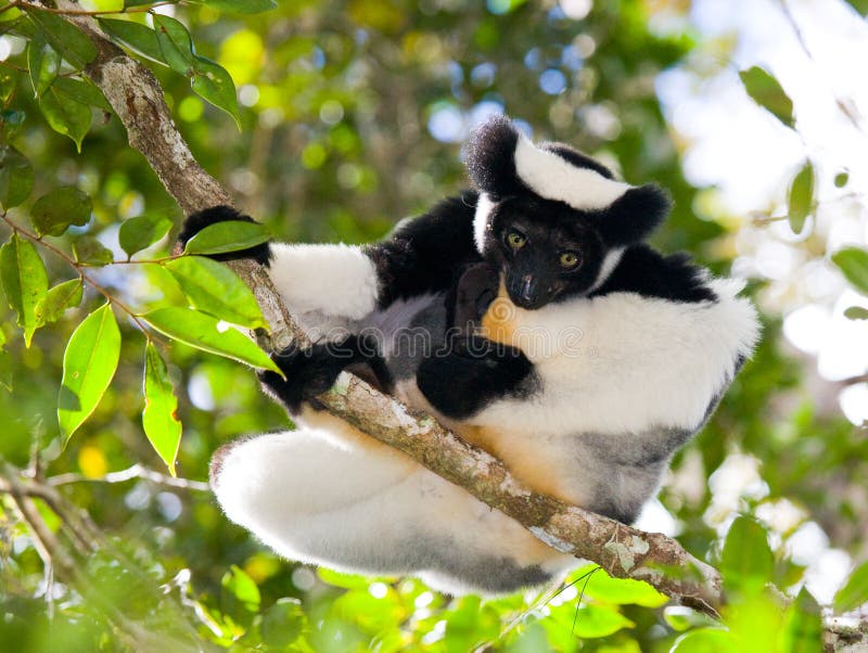 Indri Sitting on a Tree. Madagascar. Mantadia National Park Stock Image ...