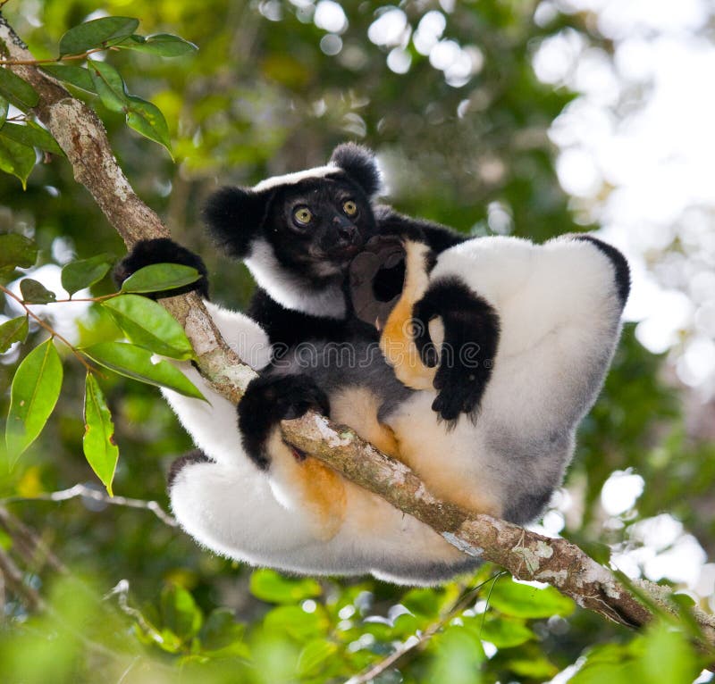 Indri Sitting on a Tree. Madagascar. Mantadia National Park Stock Photo ...