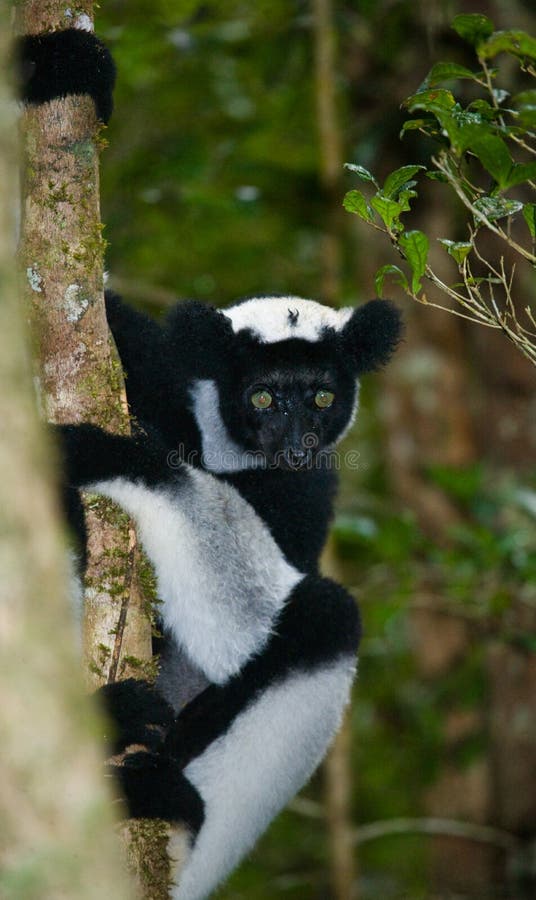 Indri Sitting on a Tree. Madagascar. Mantadia National Park Stock Image ...