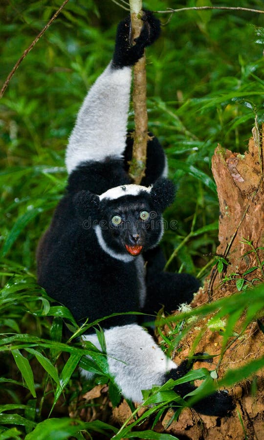 Indri Sitting on a Tree. Madagascar. Mantadia National Park Stock Photo ...