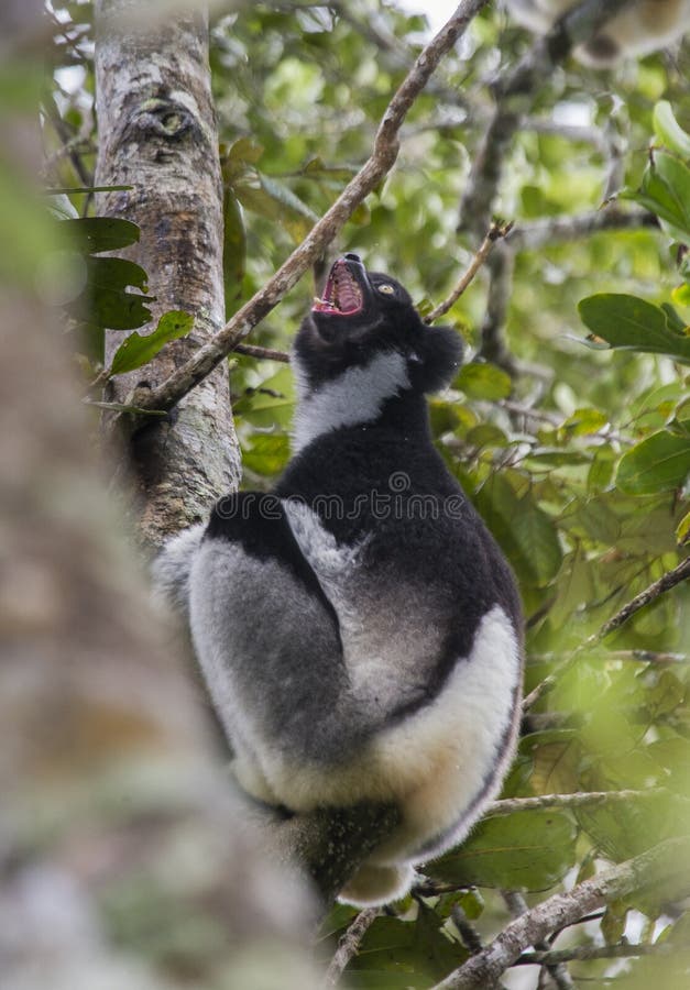 Indri Sitting on a Tree. Madagascar. Mantadia National Park Stock Photo ...