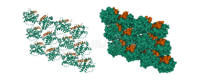 Induced Myeloid Leukemia Cell Differentiation Protein Mcl-1 (green ...