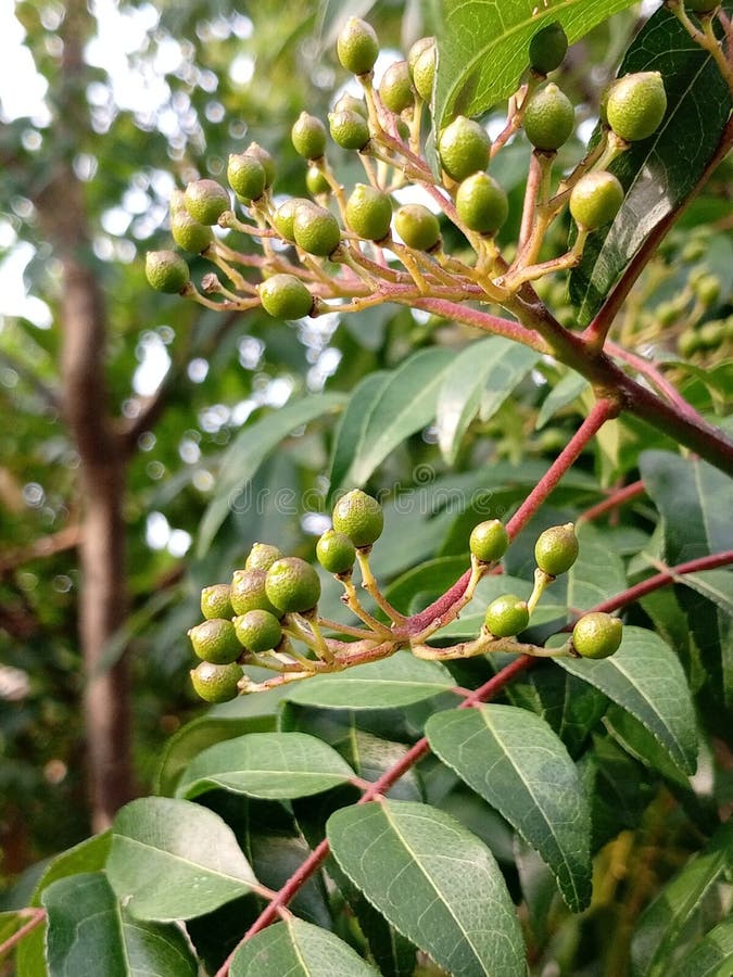 Indulge in the Rich Hues and Enticing Aromas of Curry Tree Fruits Stock ...