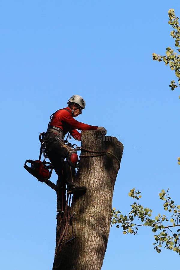 550+ Safety tree Free Stock Photos - StockFreeImages
