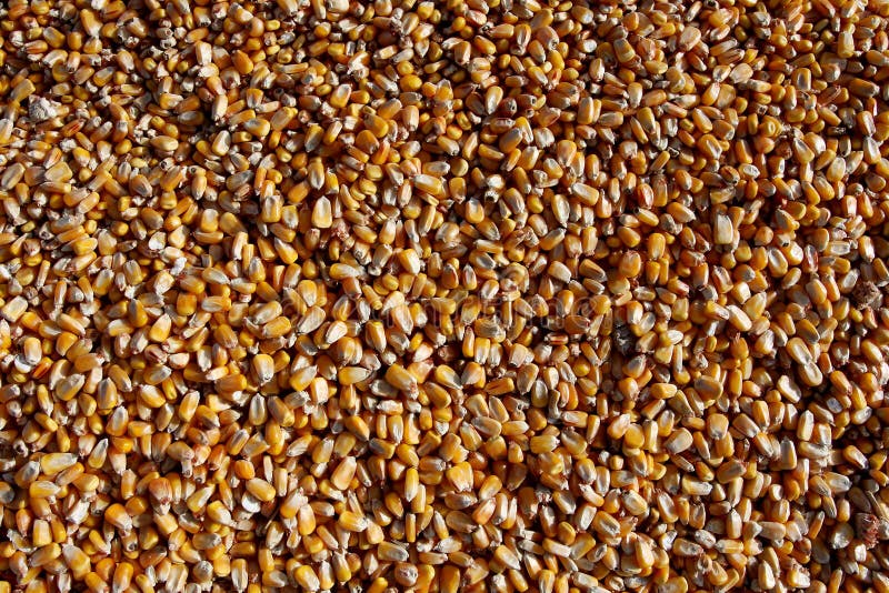 Corn Surplus stock photo. Image of surplus, tractor, grain - 13819788