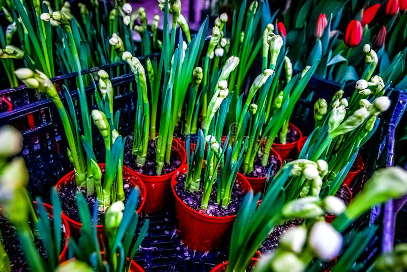 Industrial Cultivation of Flowers in Greenhouse Stock Image - Image of ...
