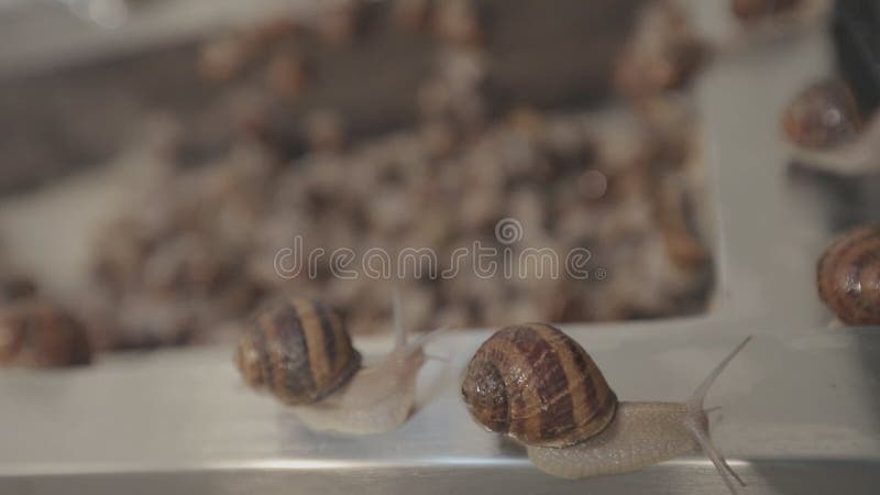 Industrial Cultivation of Snails. Breeding Snails Stock Footage - Video ...