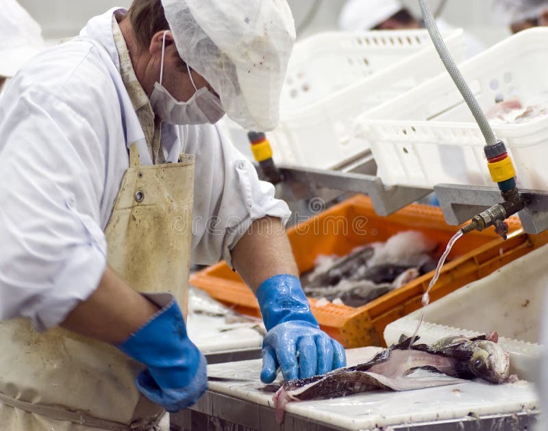 Fish Cleaning Assembly Line Stock Image - Image of workplace ...
