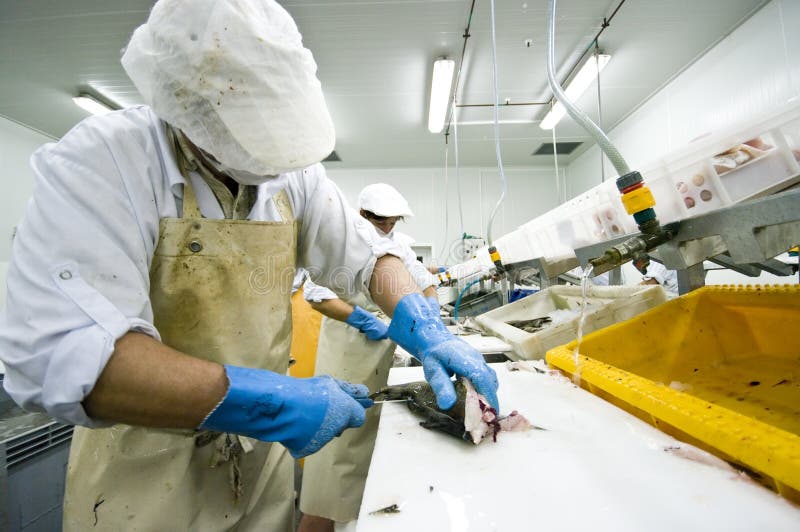 Industrial fish filleting stock image. Image of fish, factory - 6773633