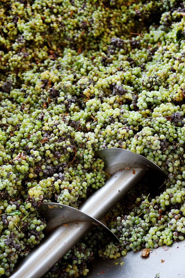 Industrial Grapes Processing Stock Image - Image of farm, harvest: 60360861