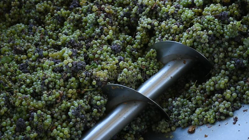 Grape Processing, Machinery for Selecting the Best Grapes To Make Top ...