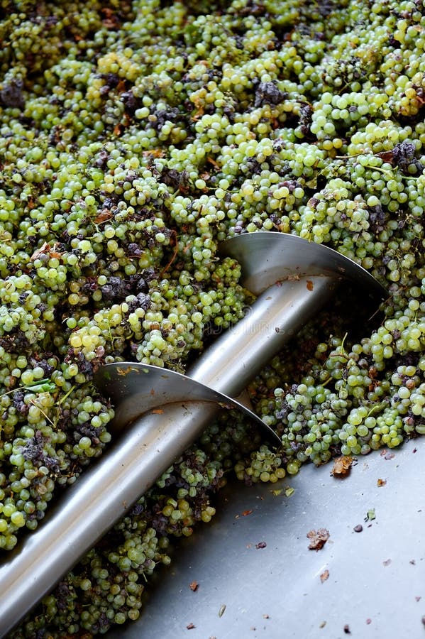 Industrial grape harvest stock image. Image of prepare - 60831717