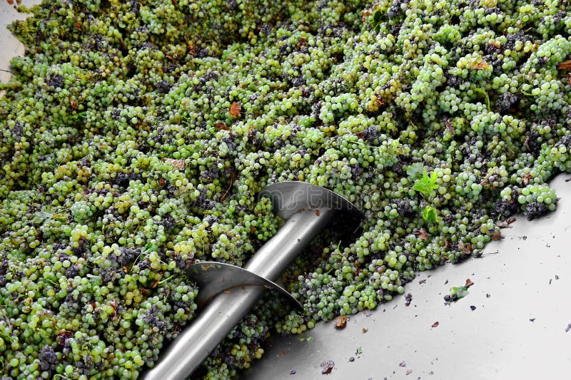 Industrial Grapes Processing Stock Image - Image of farm, harvest: 60360861