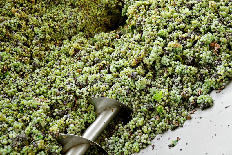 Industrial Grapes Processing Stock Image - Image of fruit, factory ...