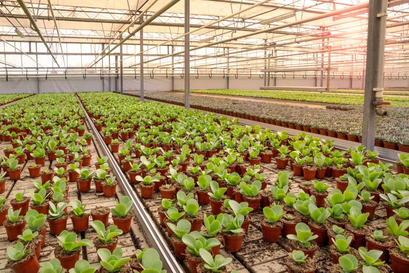 Industrial Greenhouse with Rows of Cultivation Stock Photo - Image of ...