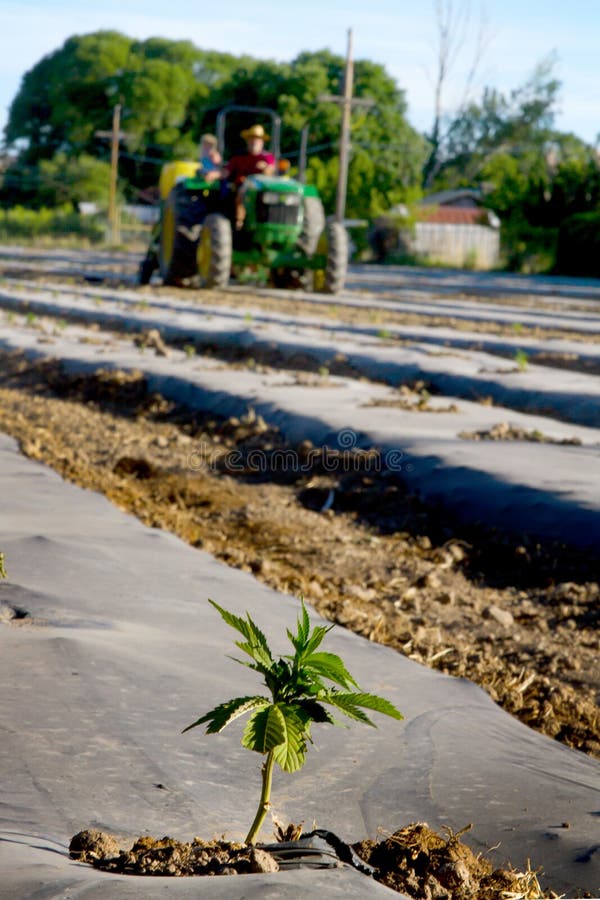 Industrial Hemp Plant Field Stock Image - Image of hemp, biomasses ...