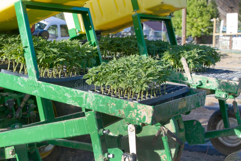 Industrial Hemp Plant Field Stock Image - Image of hemp, biomasses ...