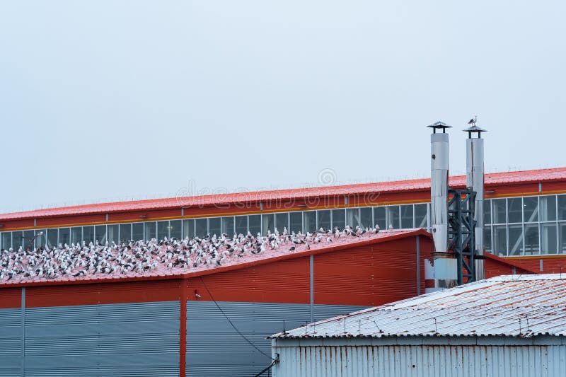 Industrial Landscape, Many Seagulls Sit on the Roof of a Fish ...