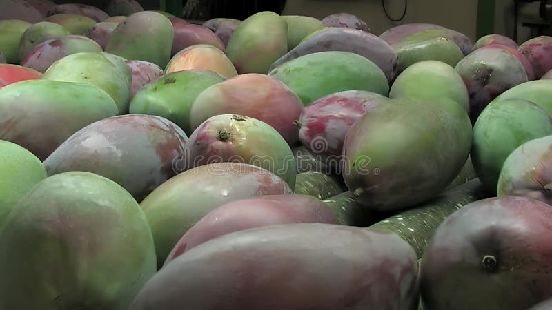 Mangoes Fruit in Packaging Line Stock Footage - Video of diet, mango ...