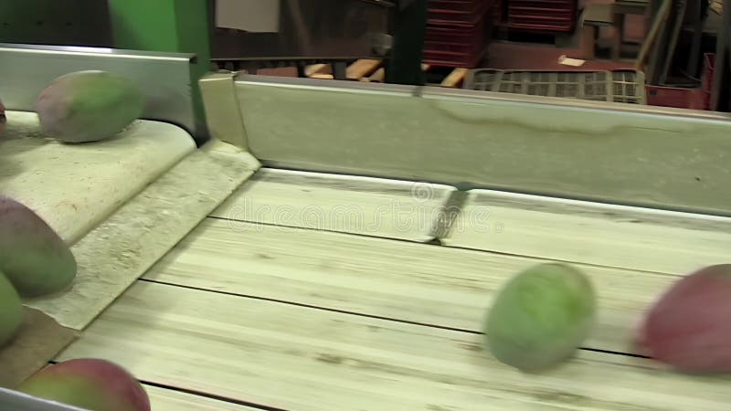 Industrial Line of Processing of Fruit with Mango Just Harvested, Pan ...