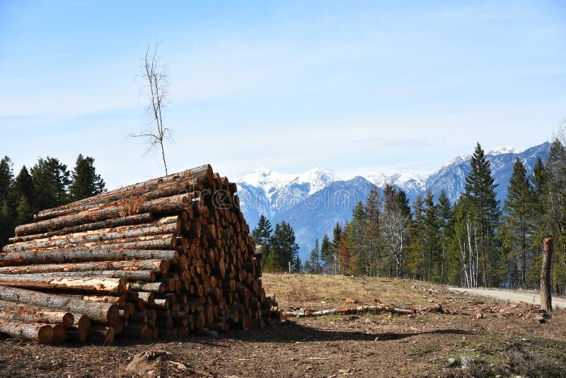 Industrial Logging and Deforestation Stock Photo - Image of forestry ...