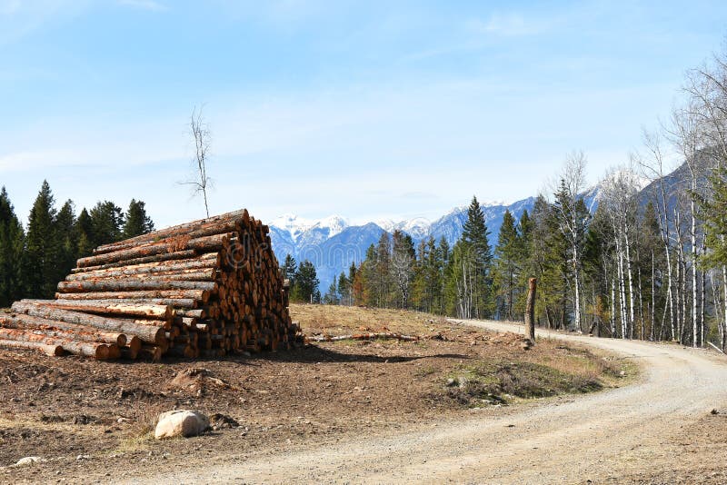 Industrial Logging and Deforestation Stock Image - Image of fuel ...