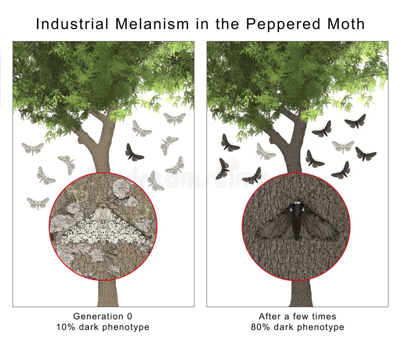 Moth Stock Illustrations – 63,858 Moth Stock Illustrations, Vectors ...
