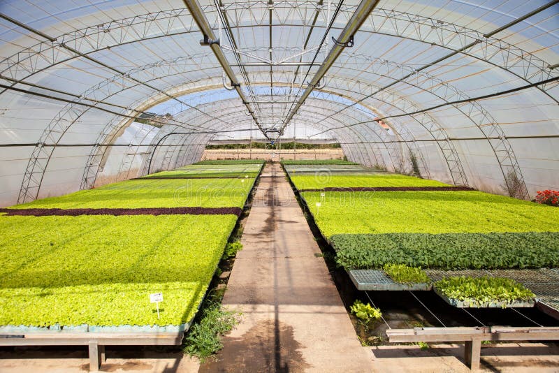 Industrial Plants Cultivation Stock Photo - Image of nursery, crop ...