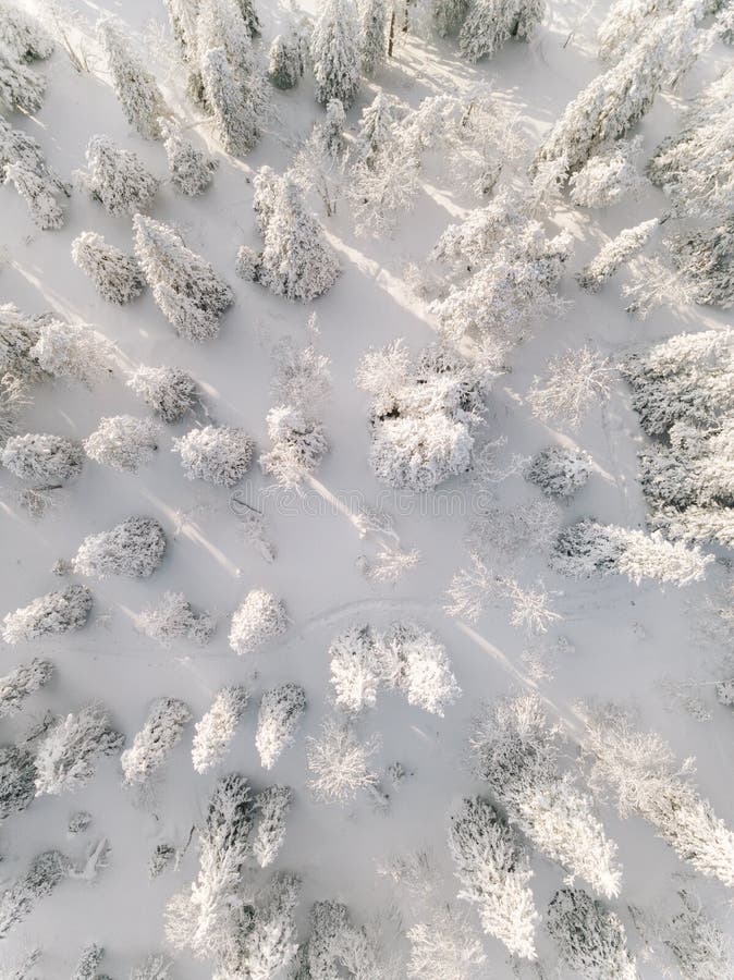 Winter Forest with Frosty Trees, Aerial View in Finland Stock Image ...