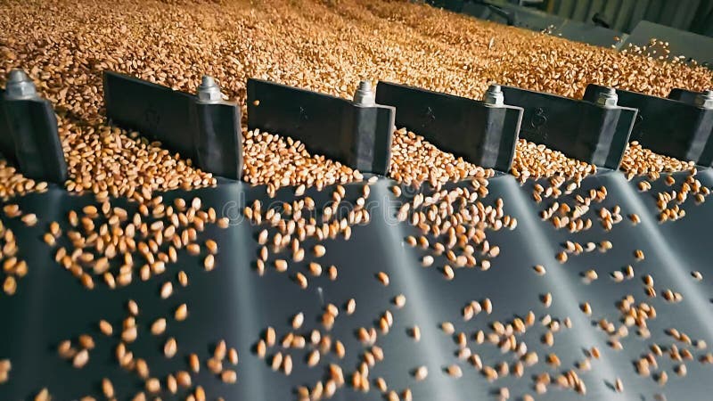 Industrial Processing of Wheat Using a Metal Conveyor. Cleaning for ...