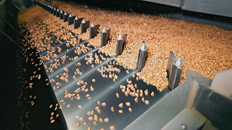 Industrial Processing of Wheat Using a Metal Conveyor. Cleaning for ...