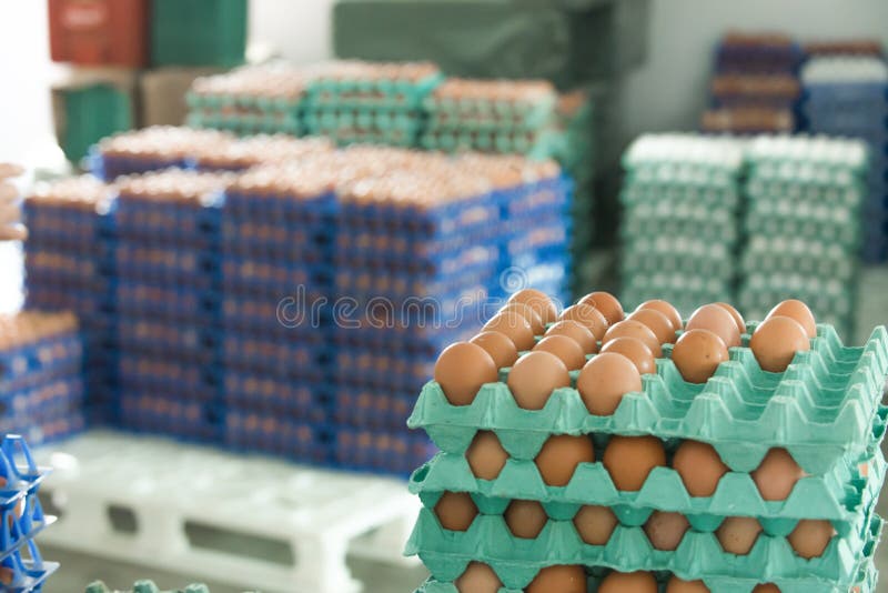 Industrial Production of Eggs Stock Image - Image of selection, protein ...