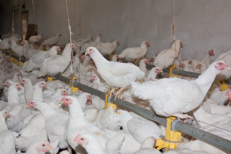 White Chickens at the Poultry Farm. Stock Image - Image of group, fauna ...