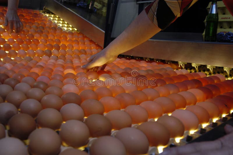 Industrial Quality Control of Eggs Stock Image - Image of product ...