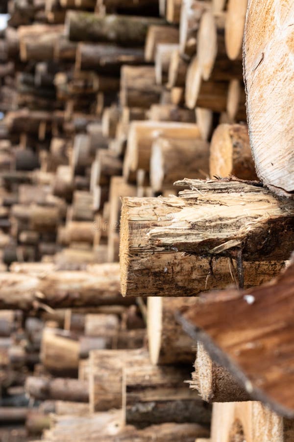 An Industrial Stack of Tree Trunks. Stock Photo - Image of industri ...