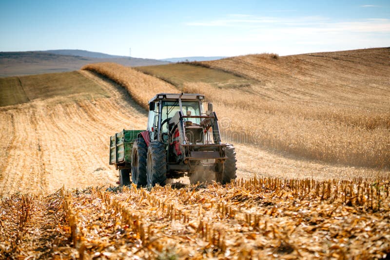 Industrial Tractor with Trailer Working the Corn Fields and Harvesting ...