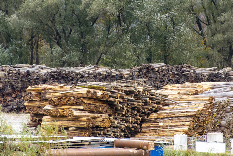 Industrial Tree Logging stock image. Image of radiata - 391875517