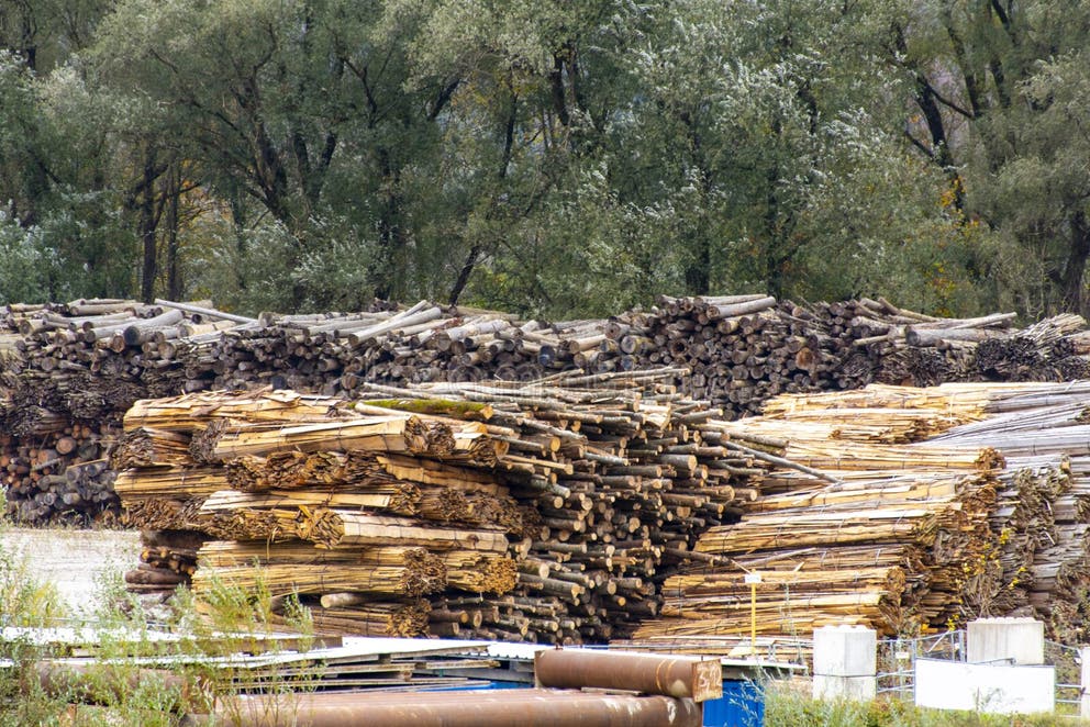 Industrial Tree Logging stock image. Image of radiata - 391875517