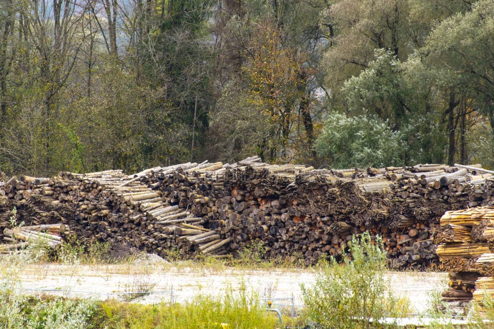 Industrial Tree Logging stock image. Image of monterey - 391875521