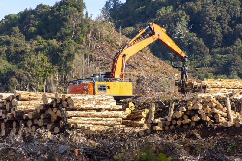 Industrial Tree Logging stock photo. Image of radiata - 319639934