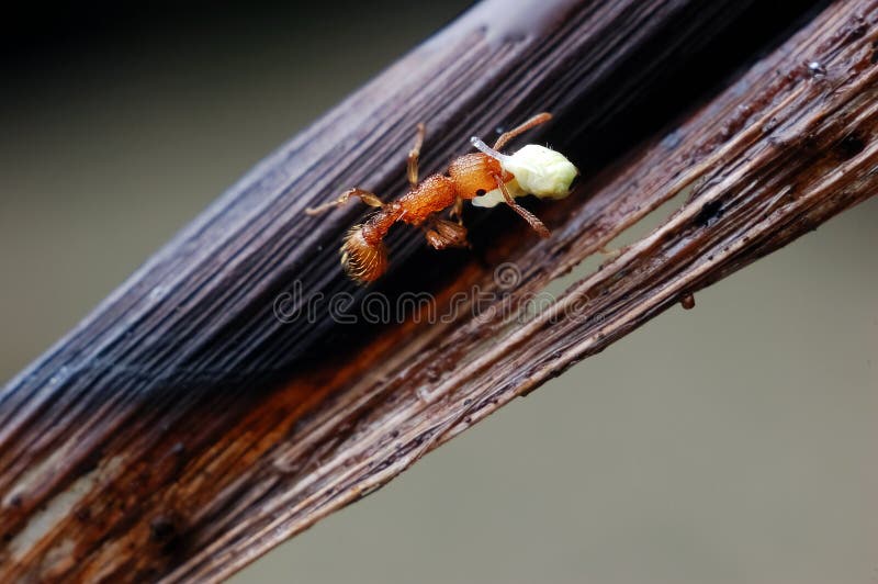 A small and red ant stock photo. Image of green, industrious - 30221144