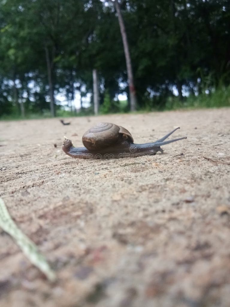 Stepping Snail Stock Photos - Free & Royalty-Free Stock Photos from ...
