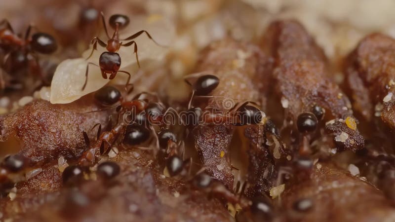 Ants Carrying Food and Larvae in Anthill Stock Footage - Video of ...