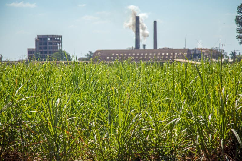 Industry sugar cane stock image. Image of refinery, factory - 95574321