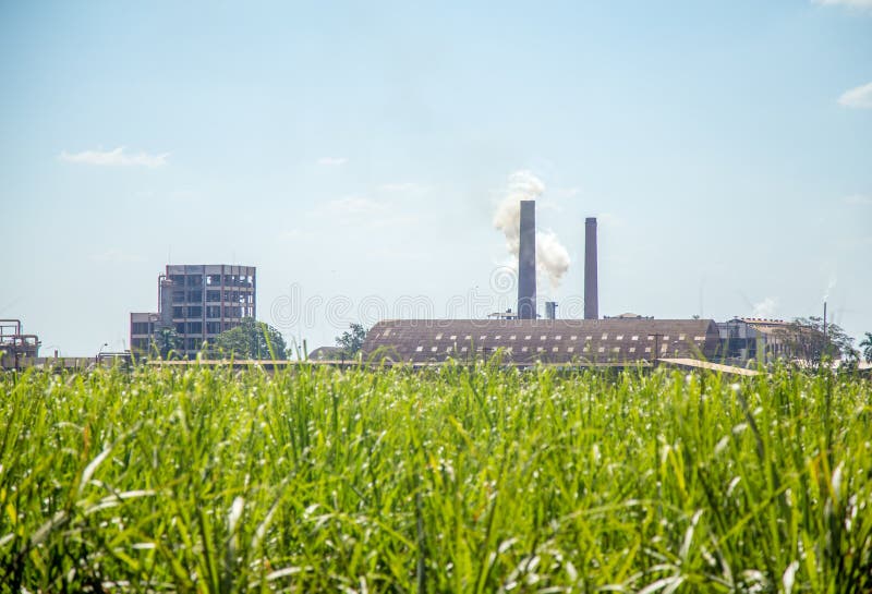 Industry sugar cane stock image. Image of global, industrial - 95574449
