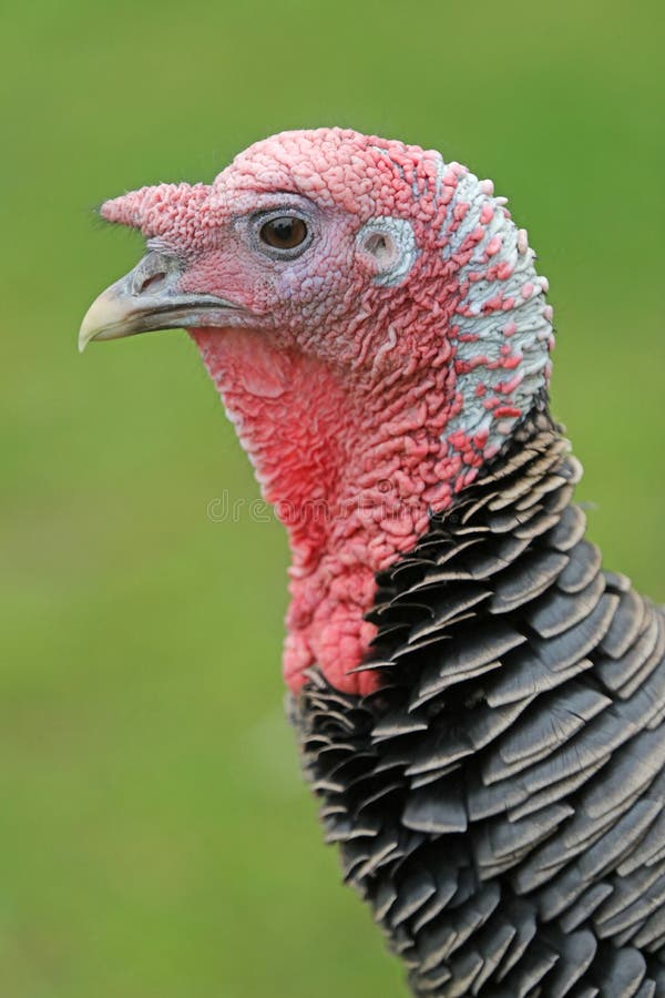 Indyk zdjęcie stock. Obraz złożonej z natura, ogon, tomek - 112669700