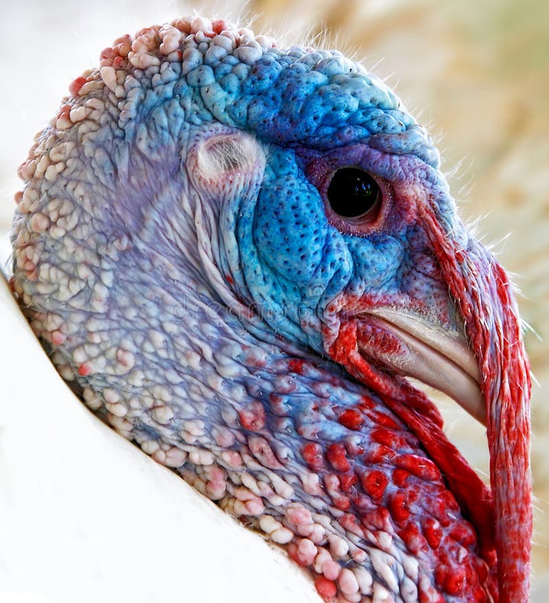 Kolorowe indyk zdjęcie stock. Obraz złożonej z spadek - 6370432