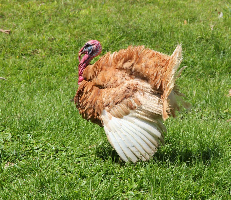 Indyk dziki zdjęcie stock. Obraz złożonej z kolor, greenbacks - 24642892